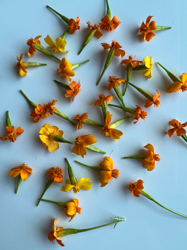 Micro Gem Blend Edible Flowers | Organic Flowers Clovis Fresno CA