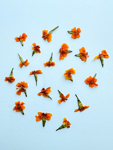 Micro Gem Marigolds Pressed Edible Flowers | Magnolia's Yarden