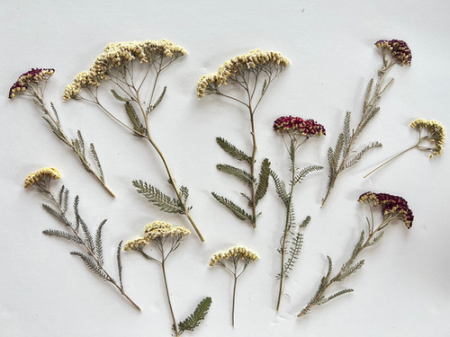Yarrow Pressed Edible Flowers | Magnolia's Yarden
