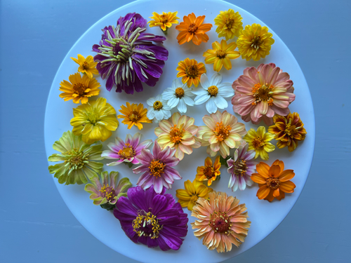 Zinnia Blend Edible Flowers | Organic Flowers Clovis Fresno CA