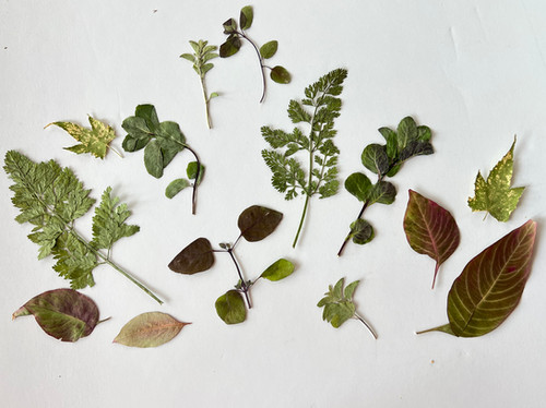 Greenery Blend Pressed Edible Greens | Magnolia's Yarden