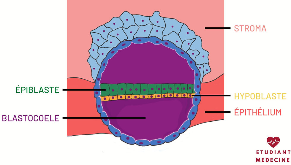 2ème semaine de développement