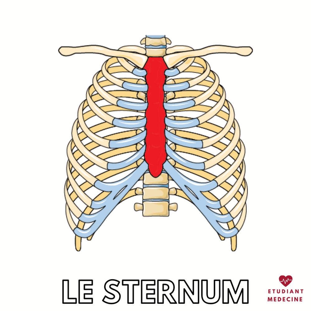 Le sternum