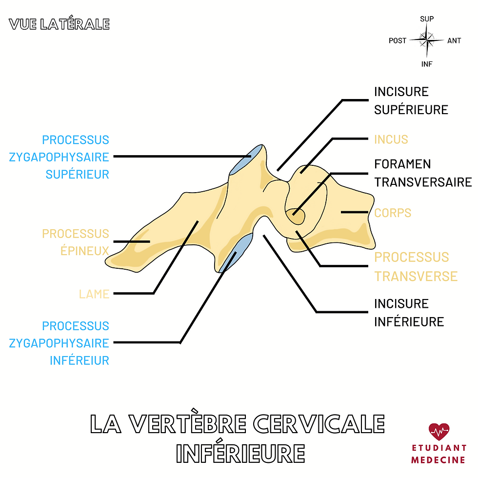 La vertèbre cervicale inférieure