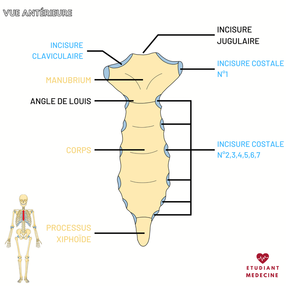 Le sternum