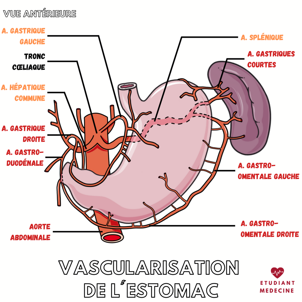 Vascularisation de l'estomac