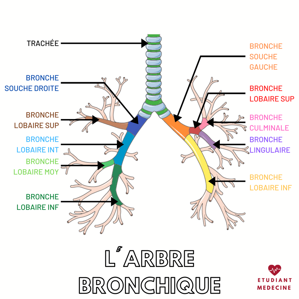 L'arbre bronchique