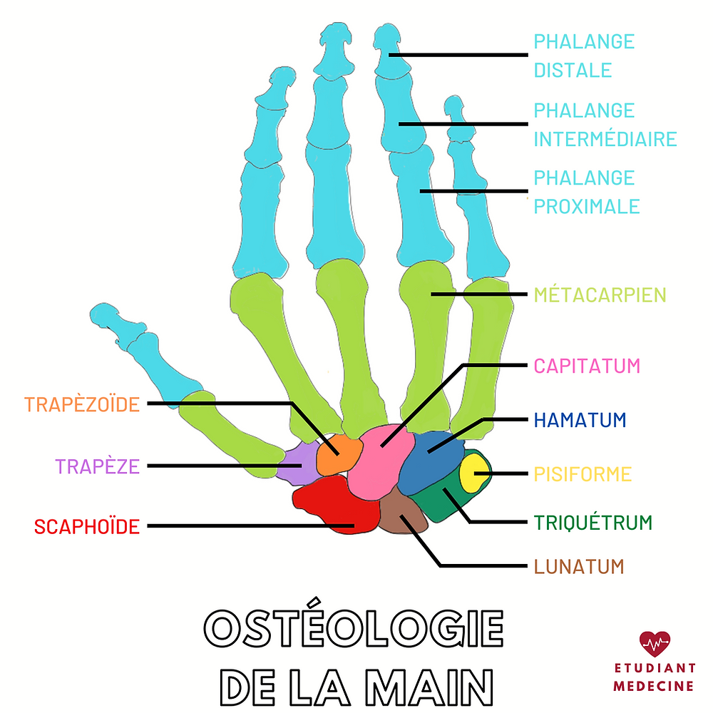 L'ostéologie de la main