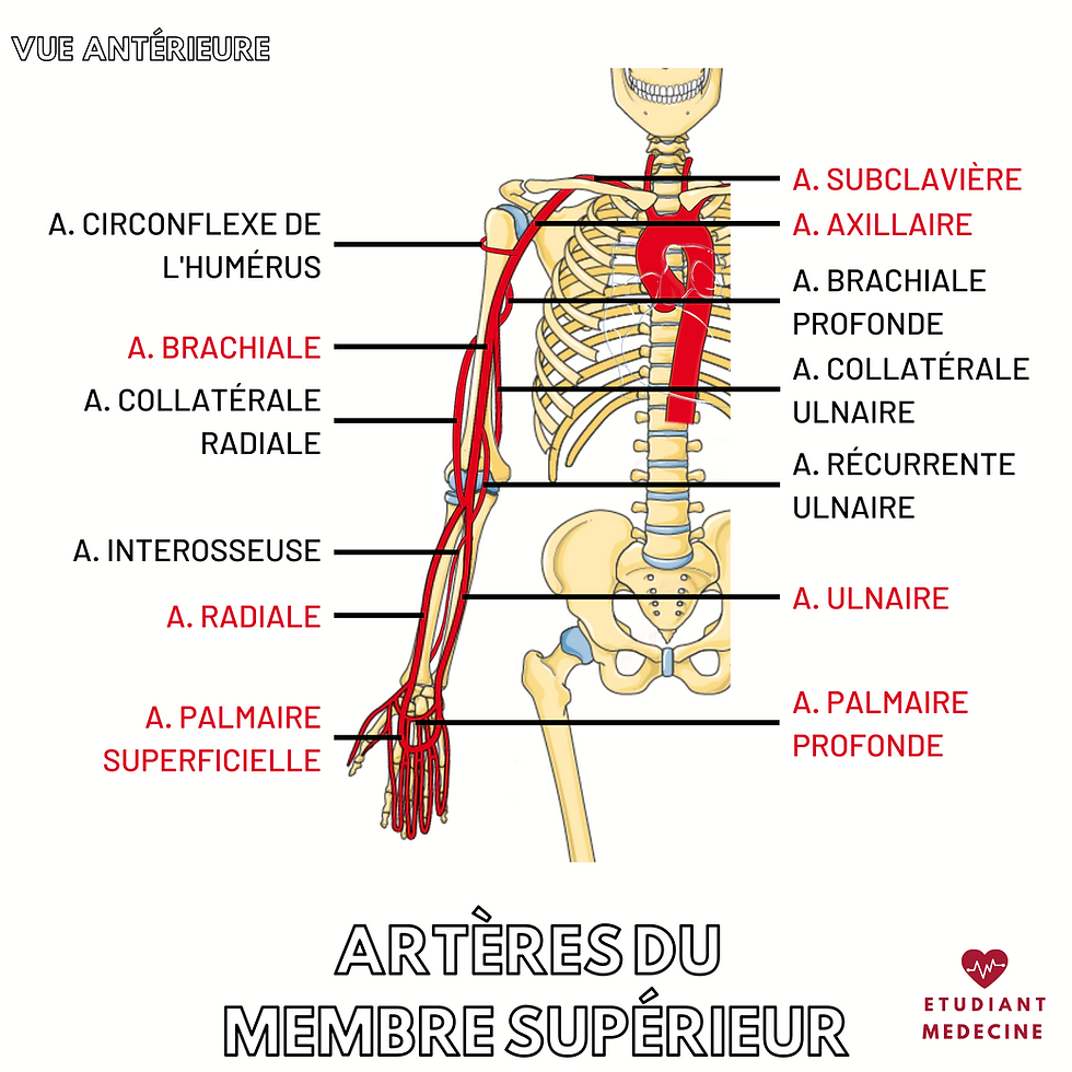 Les artères du membre supérieur