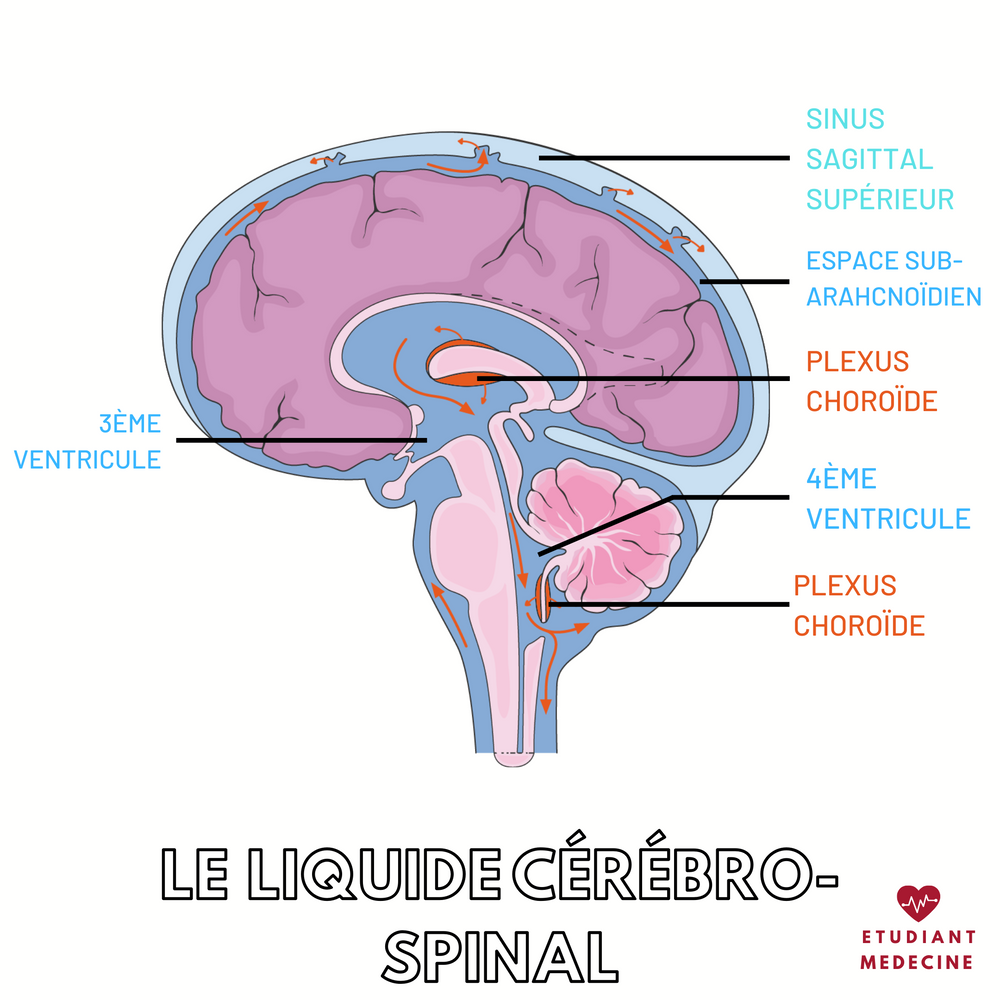 Le liquide cérébro-spinal ou liquide céphalo-rachidien (LCS ou LCR)