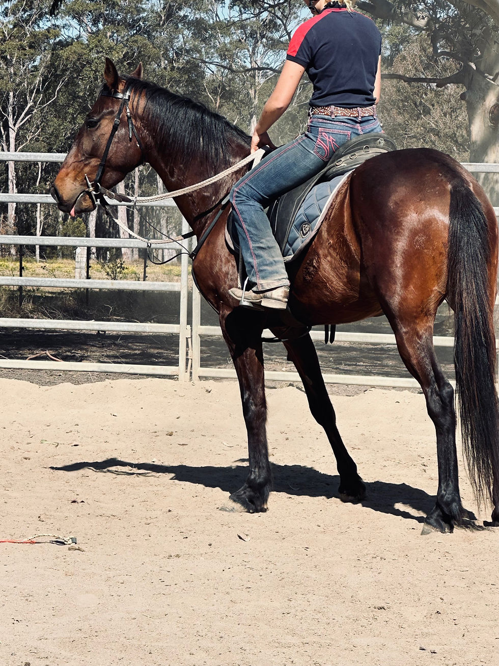 Henry Cute Little Standy Gelding | MMs Equine