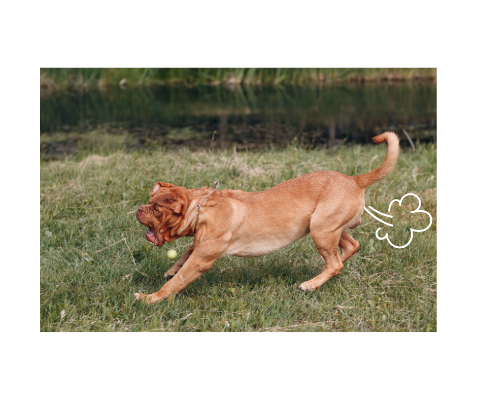 Do Dogs Fart?