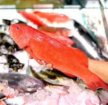 Home | Costis Fresh Seafood