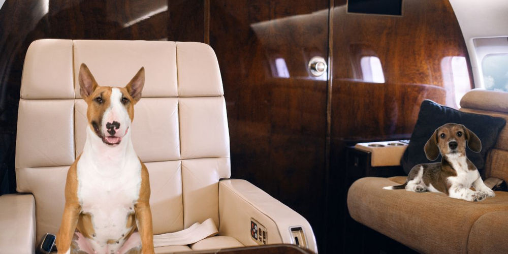 Traveling with Dogs on Private Jets - The Ultimate Guide