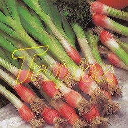 Chive Red Perfumed | Agrinova Seeds