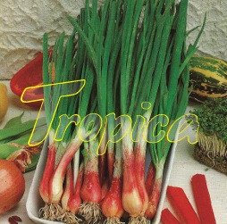 Chive Red Common | Agrinova Seeds