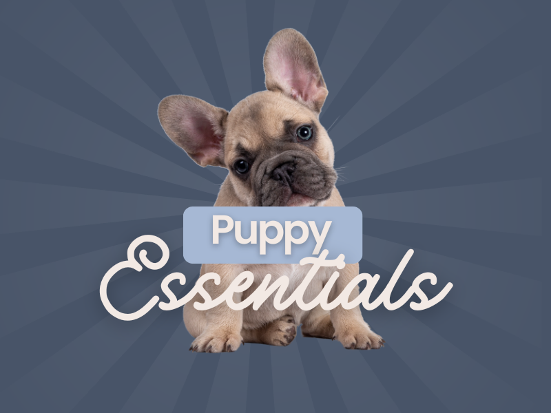 Puppy Essentials | Bravo Dog Behaviour