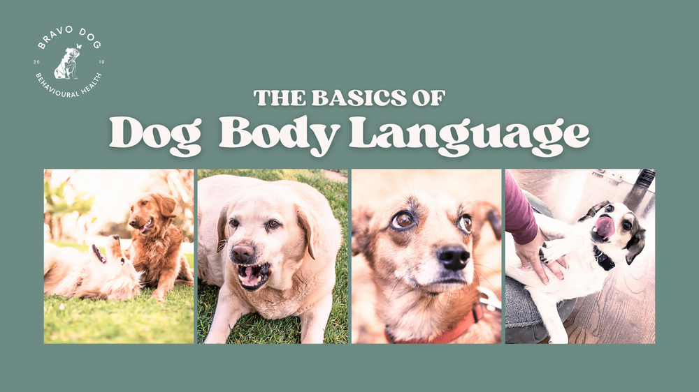The Basics of Dog Body Language | Bravo Dog Behaviour