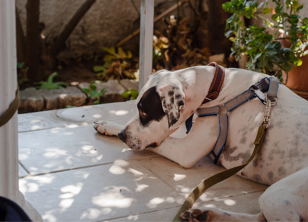 My dog hates their harness!