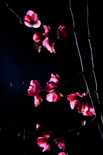 Moonlight Sakura | ARTKAIA