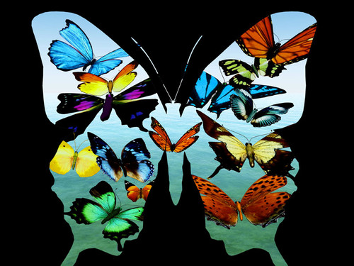 Butterfly Flight with special collaboration with Katie Spring | alanfoxx