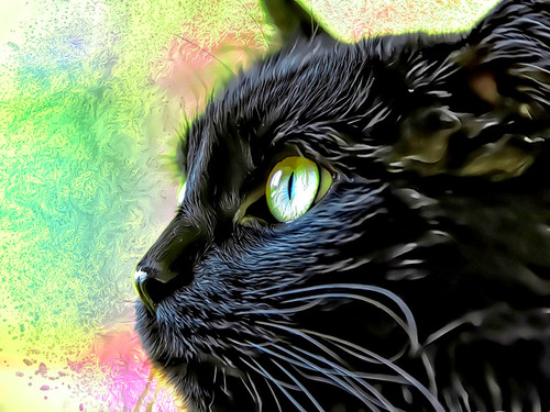 Kitty Admire Look | alanfoxx