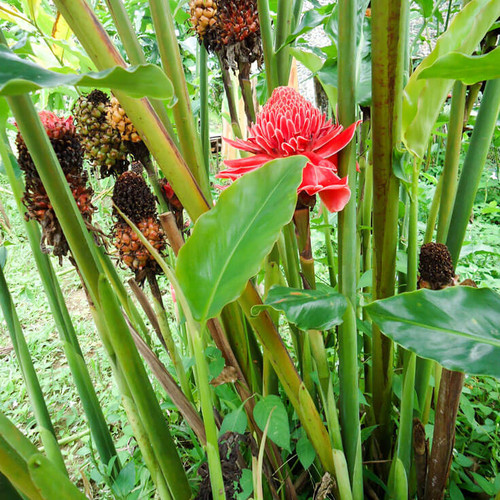 Non-Sprayed Plai Essence 15ml | RaMa Holistic Care