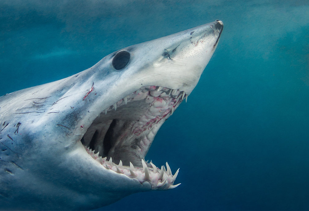 Inspiring Underwater Photographer – Ryan Sault