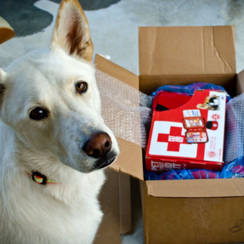 Animal Disaster Preparedness: Are You Ready? | Blog | Metro Paws