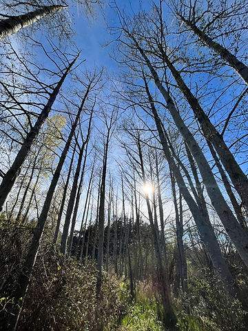 Home | True Humboldt Tree service