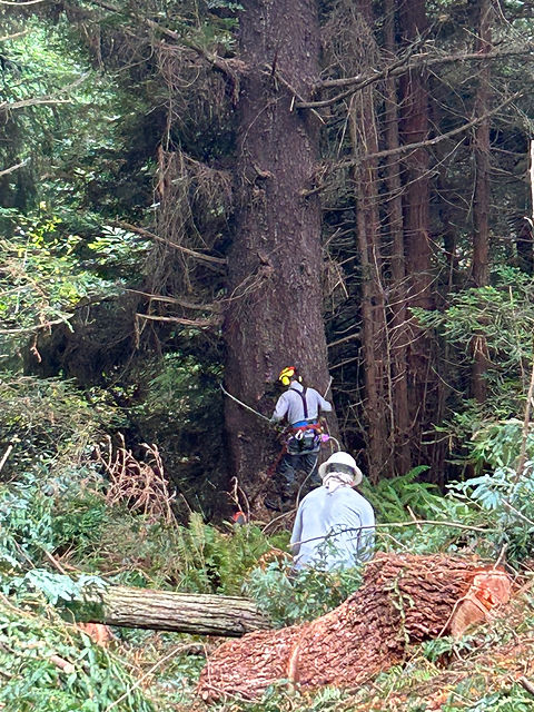 Home | True Humboldt Tree service