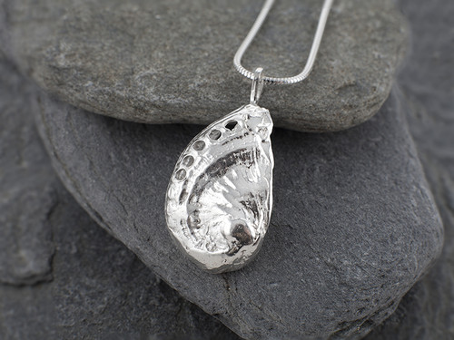 African Abalone | She Sells Sea Shells