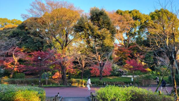 Tokyo Plus Size Shopping & Travel Guide: 3-Day Itinerary with Kimono Rental