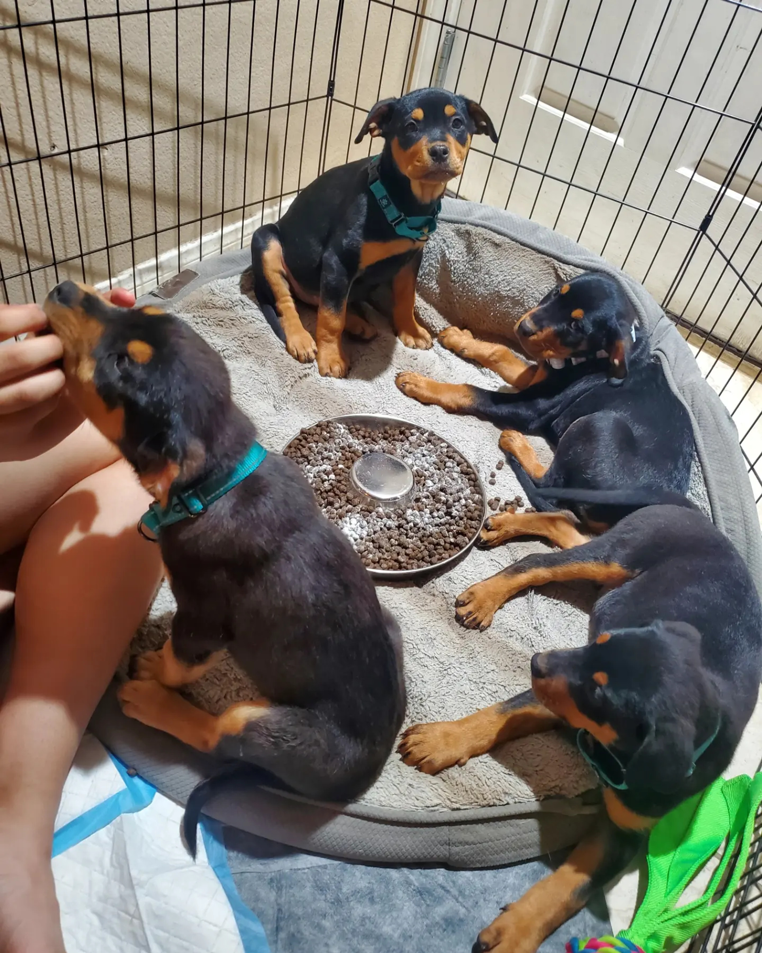Up for Adoption | Rottweilers of Las Vegas Rescue