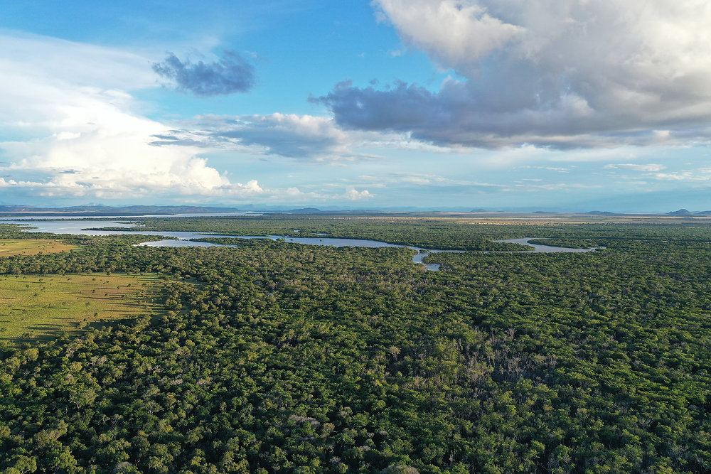 Las Sabanas de los Llanos Orientales son más que extensos pastizales ...