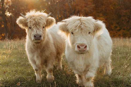 Mini Highland Breeder | Sterling Hills Farm
