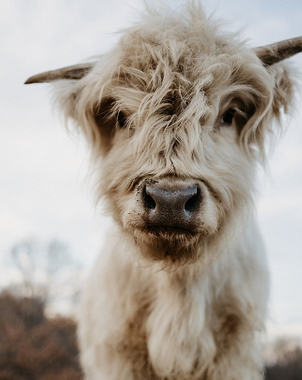 Mini Highland Breeder | Sterling Hills Farm
