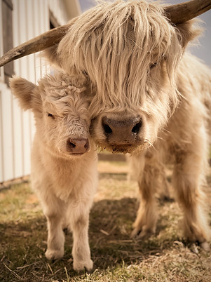 Mini Highland Breeder | Sterling Hills Farm