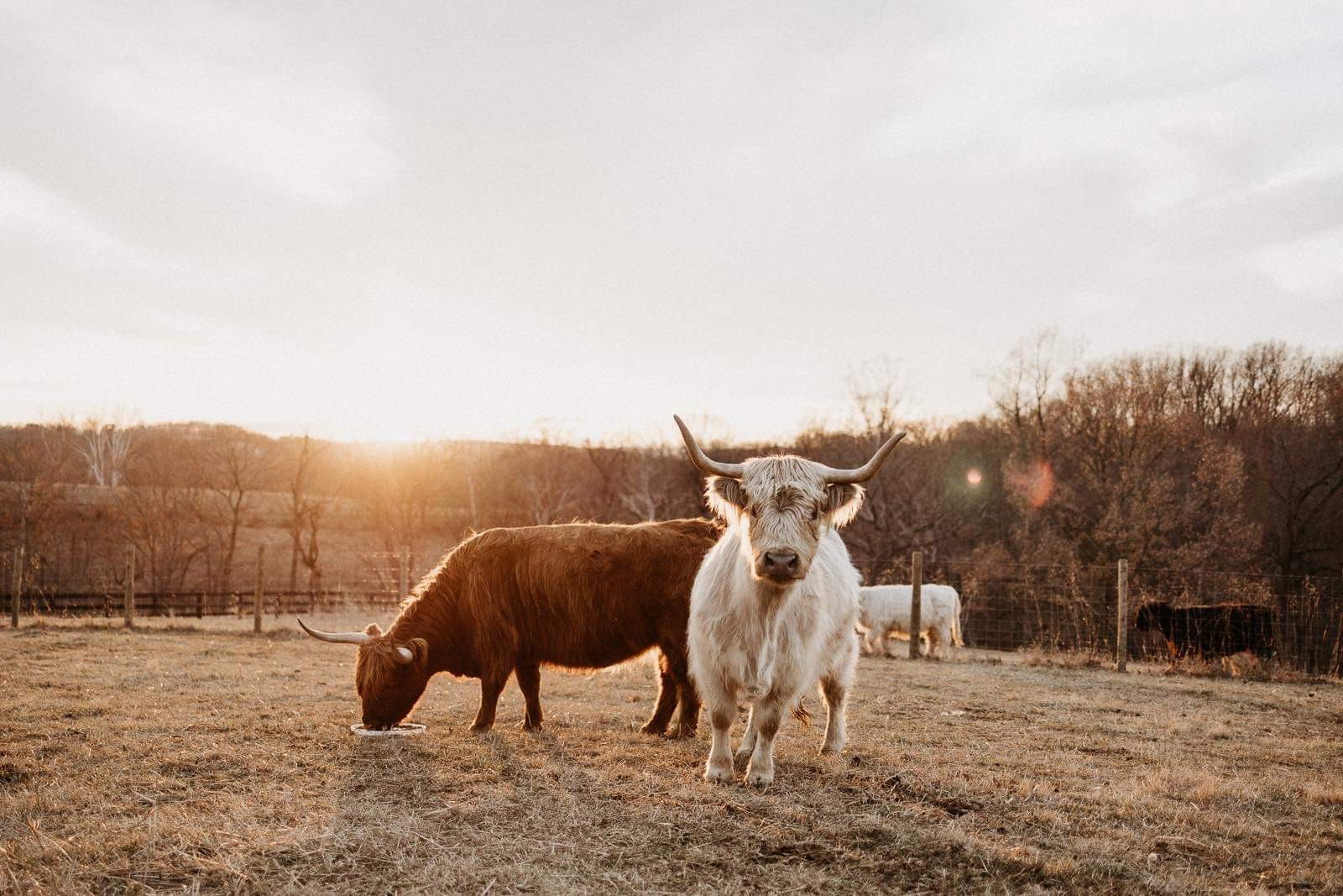 Mini Highland Breeder | Sterling Hills Farm