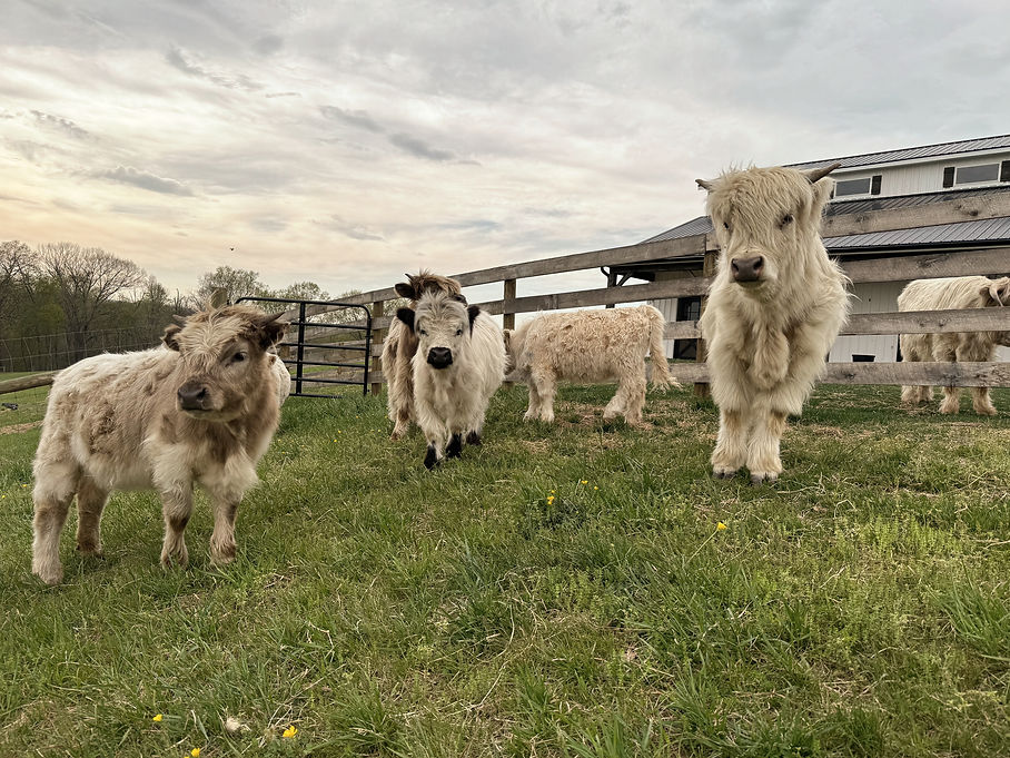 Take Me Home | Sterling Hills Farm