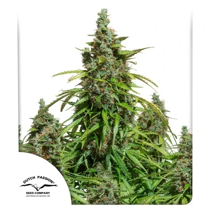 Auto Mazar® | Farmers Seeds