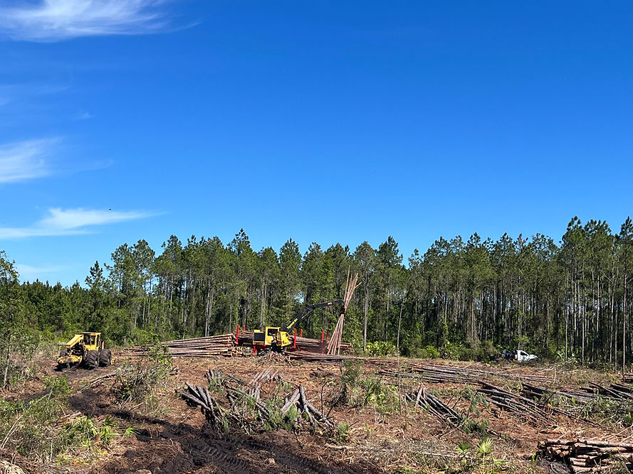 Hatchers Timber | Timber Buyers and Logging Florida