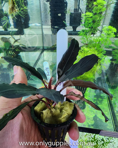 Bucephalandra Skeleton King Narrow Plant Anubias-Like Buce | Only Guppies