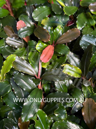 Bucephalandra Helena 2013 Plant | Only Guppies