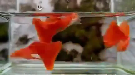 RREA Full Red Ribbon Pair | Only Guppies