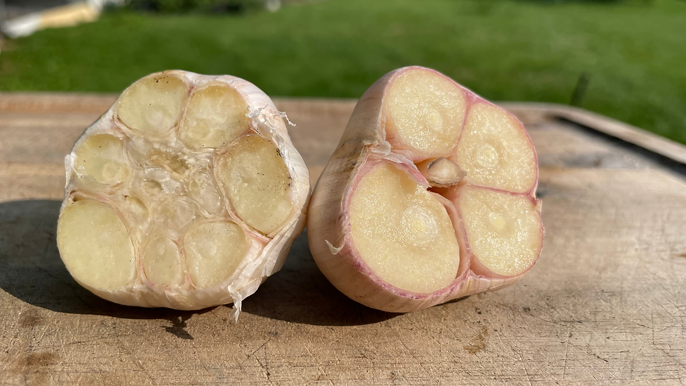 Garlic 101: Hardneck vs Softneck