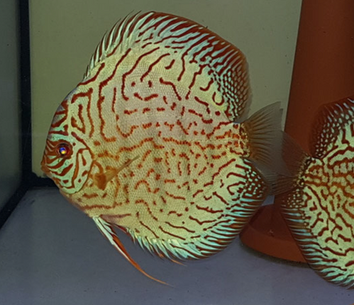 Tiger Turquoise | Discus Texel