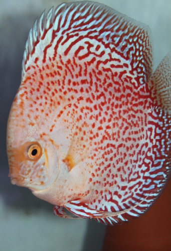 Snow Leopard | Discus Texel