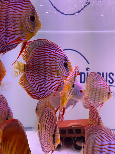 Rood Turquoise | Discus Texel