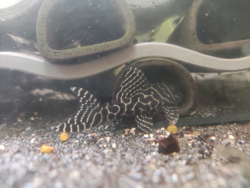 L333 Gold | Discus Texel